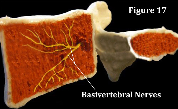 Learn All About Lumbar Spine Anatomy From A World Renowned Spine Expert